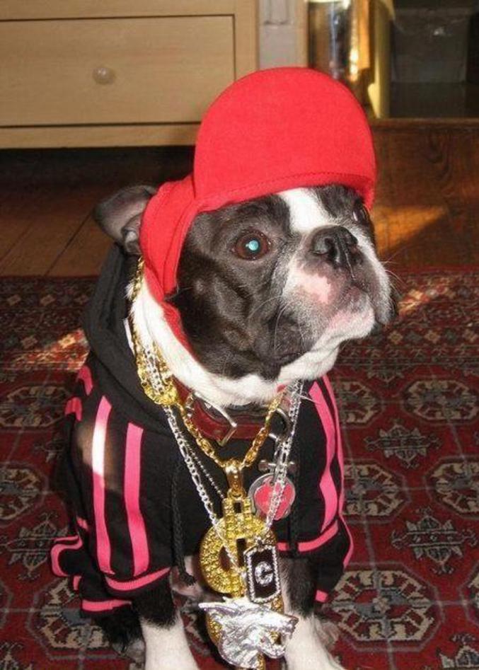 Gangsta Dog Gangsta Dog